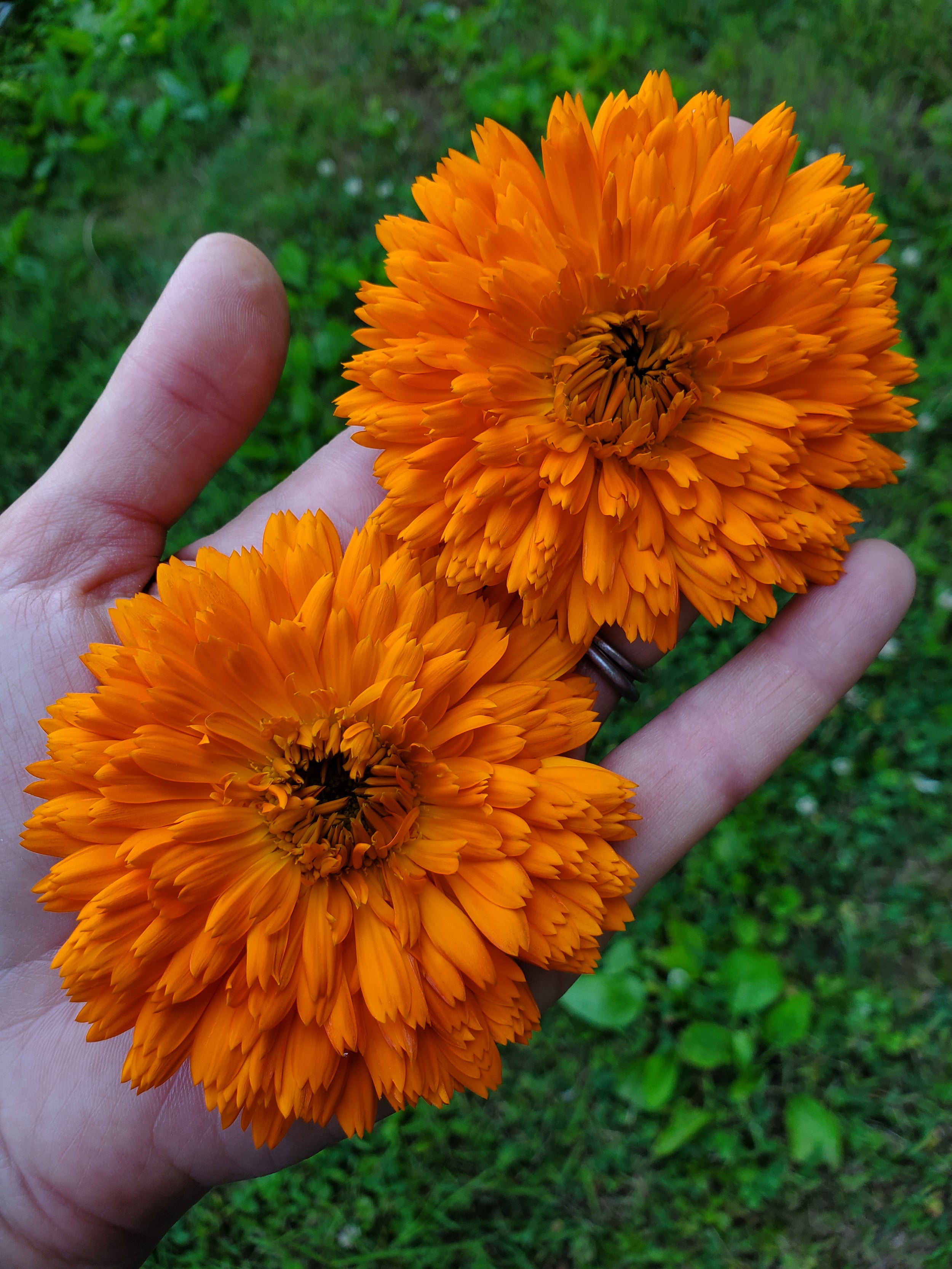 Wild Aster Farm – Wild Aster Farm, LLC