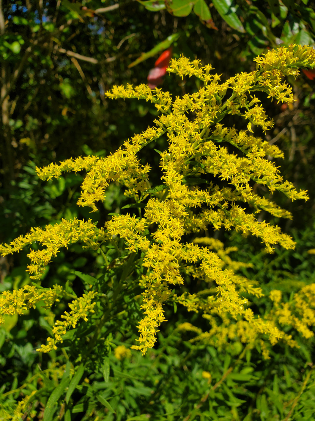 Goldenrod (Solidago spp) – Wild Aster Farm