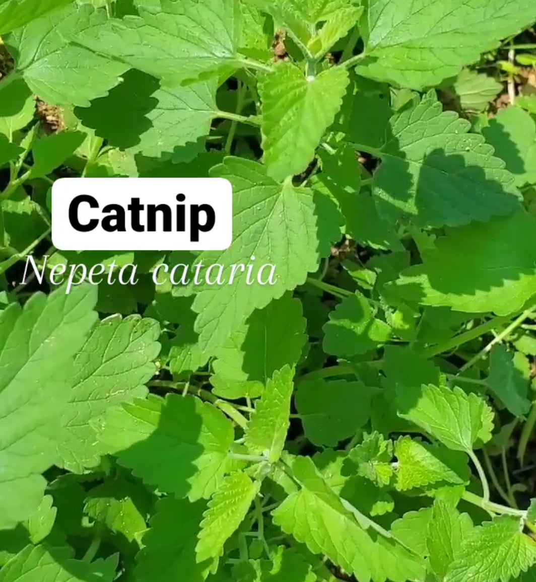 Fresh Catnip – Wild Aster Farm